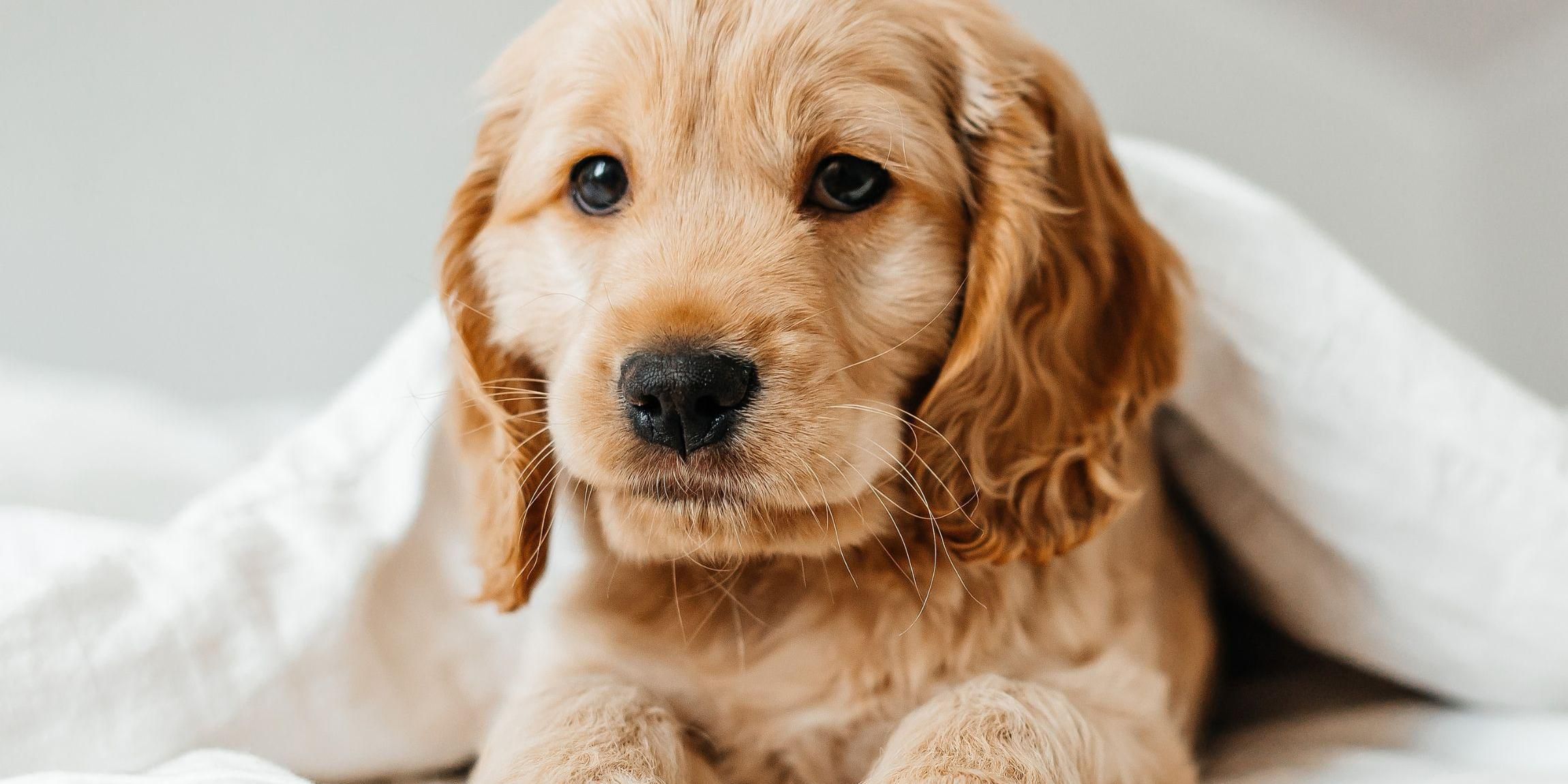 Hotel in Lake Delton Wisconsin | avid hotel Wisconsin Dells – Lake Delton