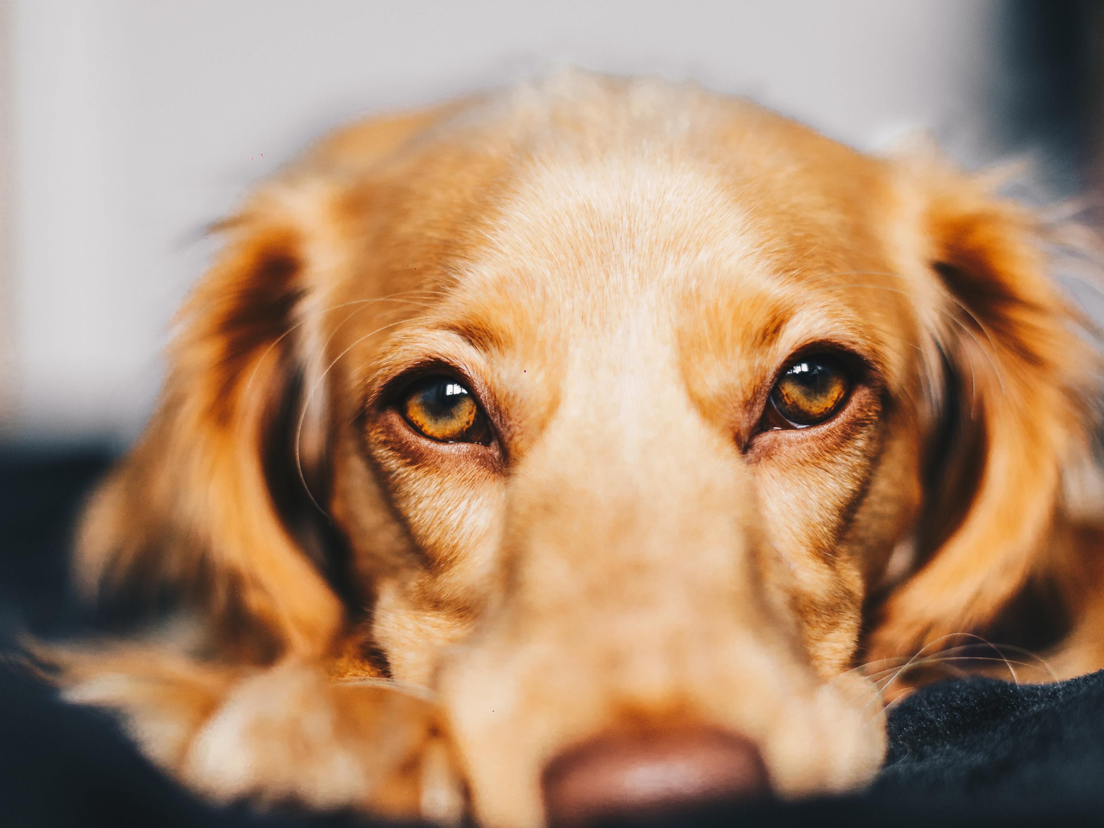 Hotels in Glen Ellyn, IL near Lombard | Crowne Plaza Lombard Downers Grove