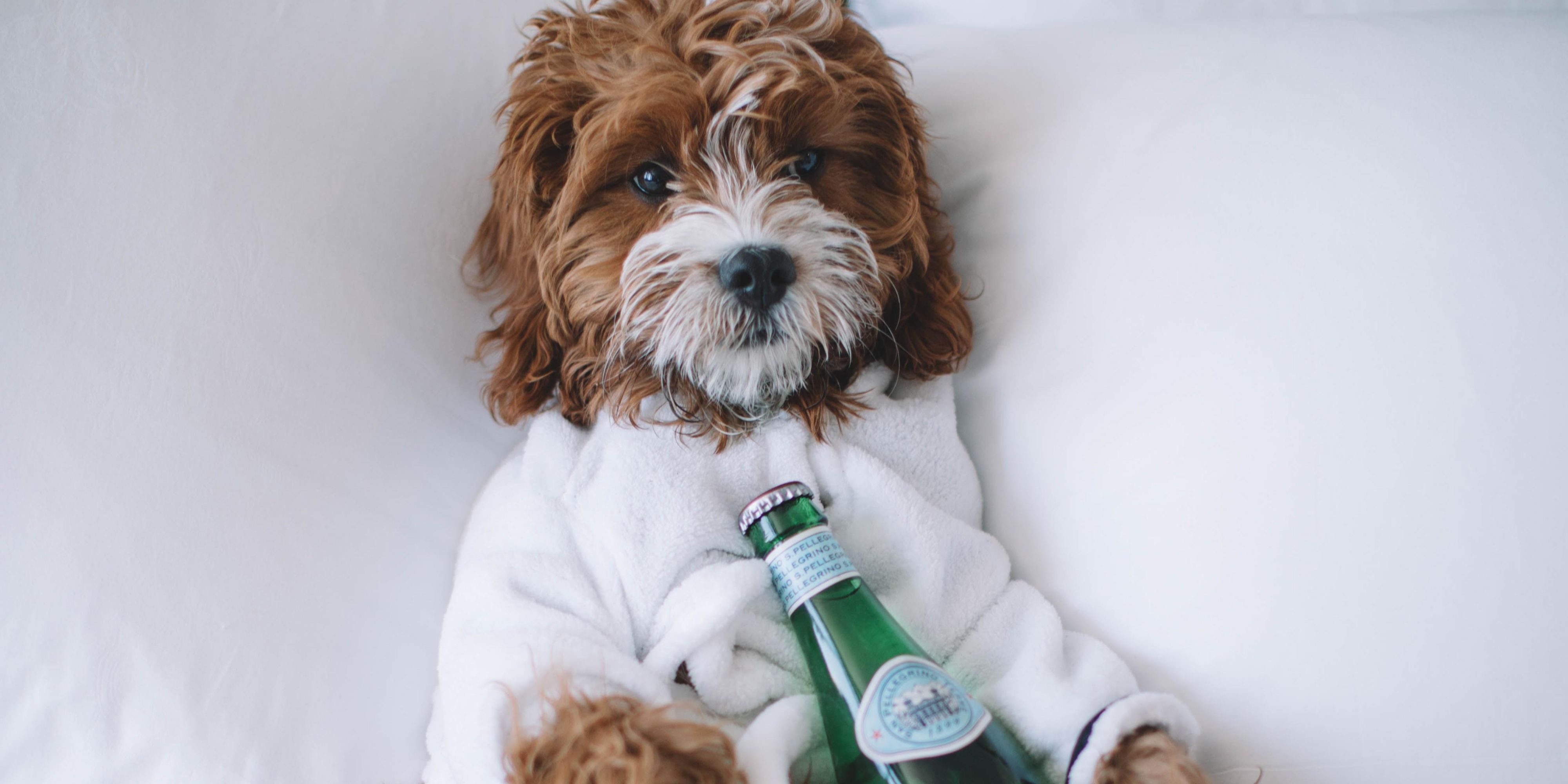 Pet-Friendly Hotel near Boston | Crowne Plaza Boston - Woburn