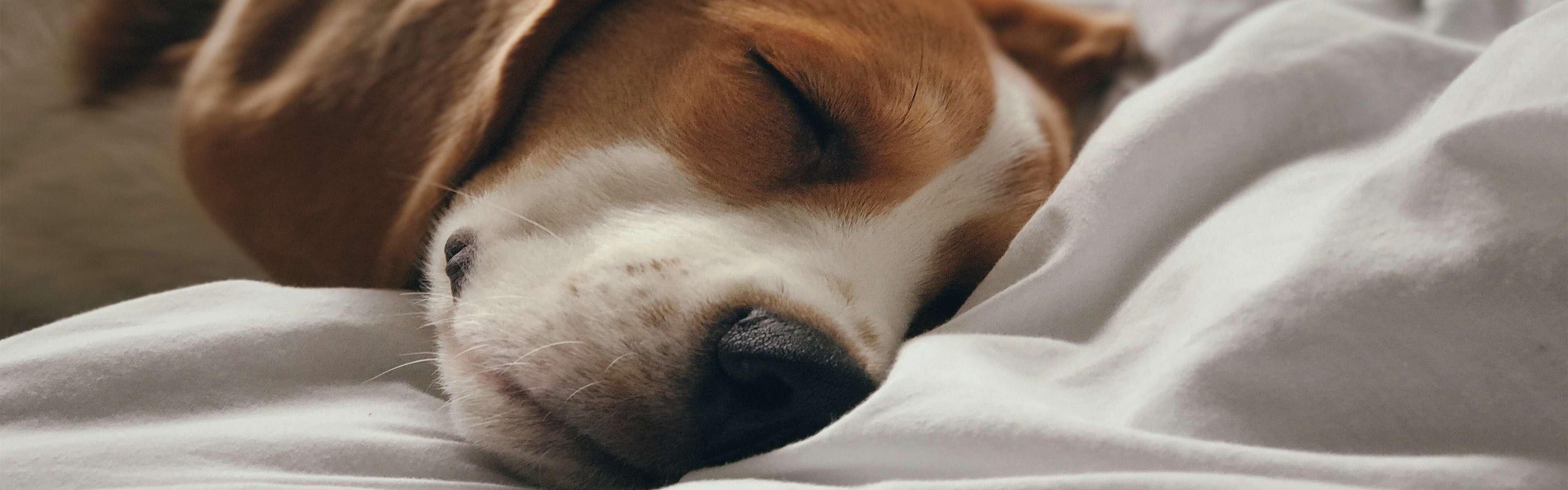 Pet Friendly Hotels in Portland, Oregon | EVEN Hotel Portland - Beaverton