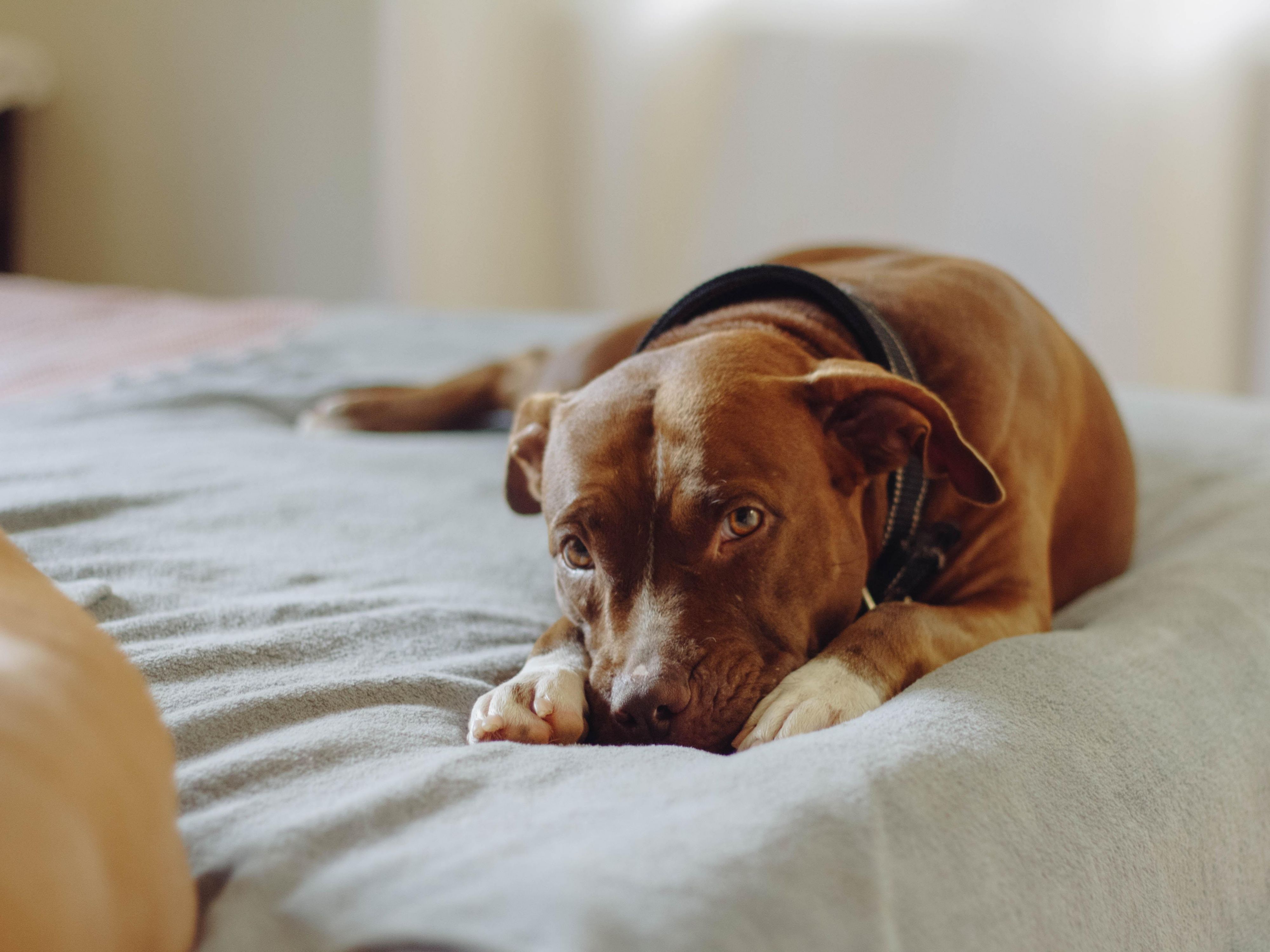 Holiday Inn Express & Suites Dickinson - Dickinson, United States