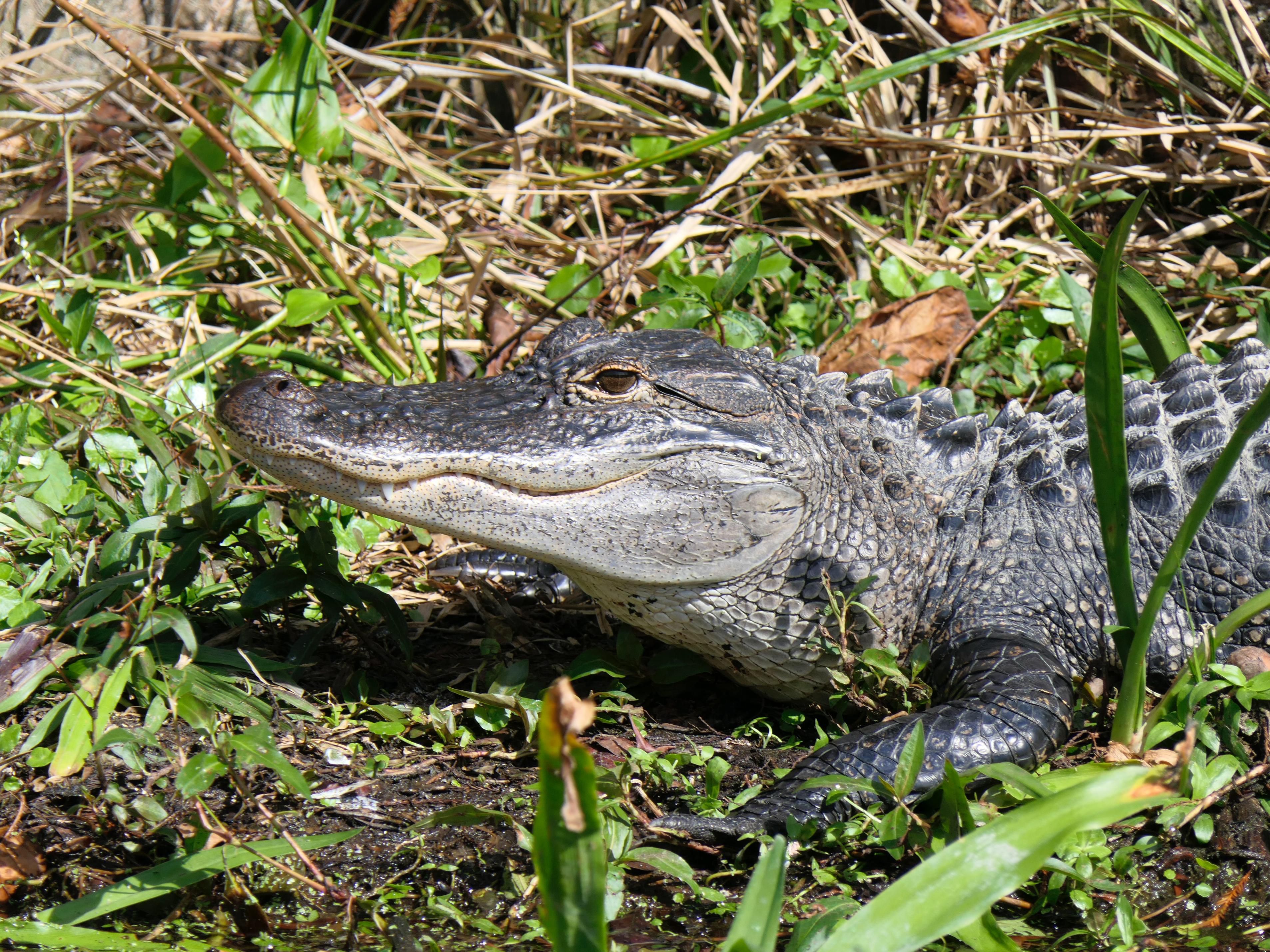 Hotel in Waycross, GA | Holiday Inn Express & Suites Waycross