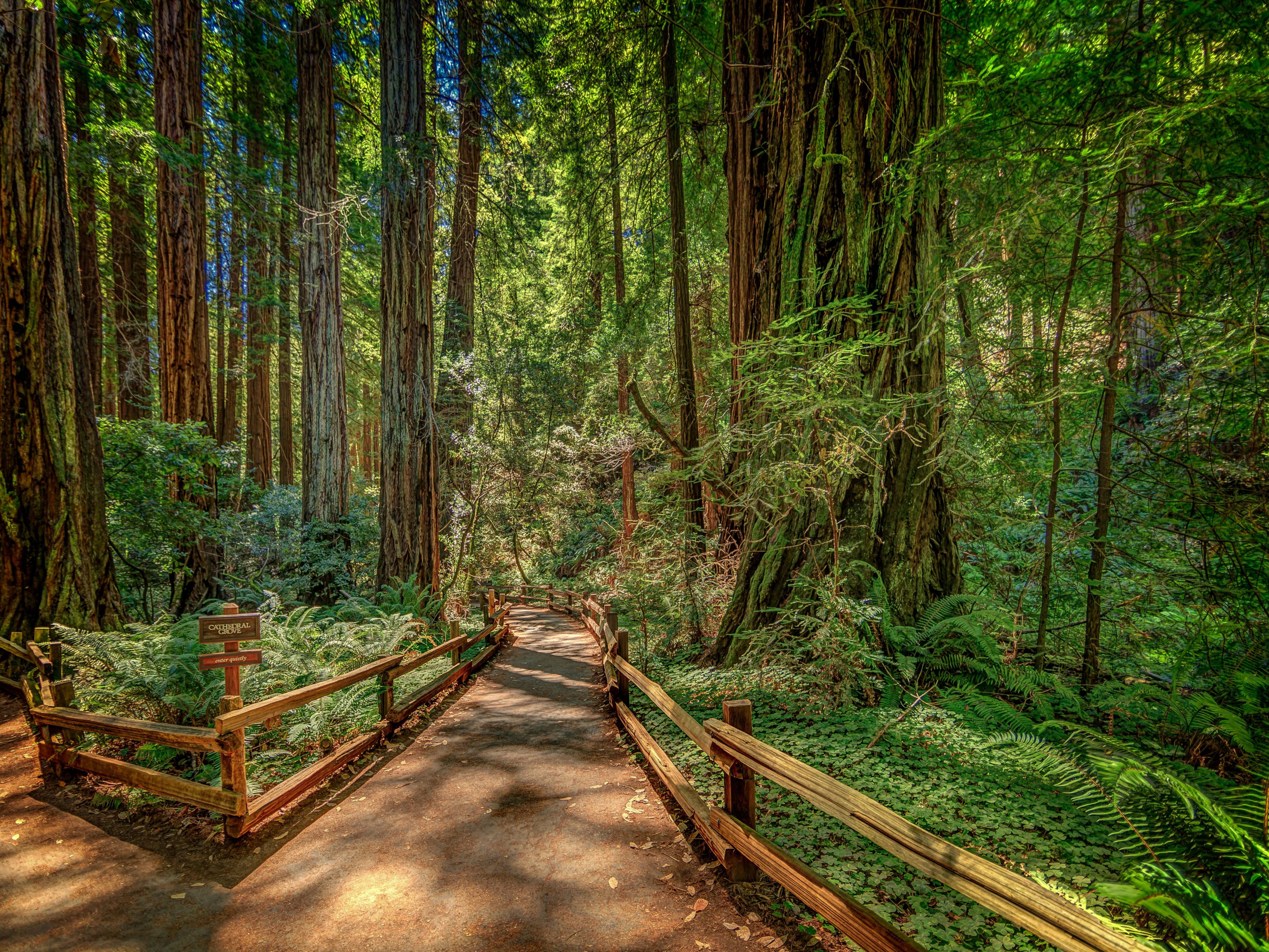 Things to Do in Mill Valley | Holiday Inn Express Mill Valley San ...