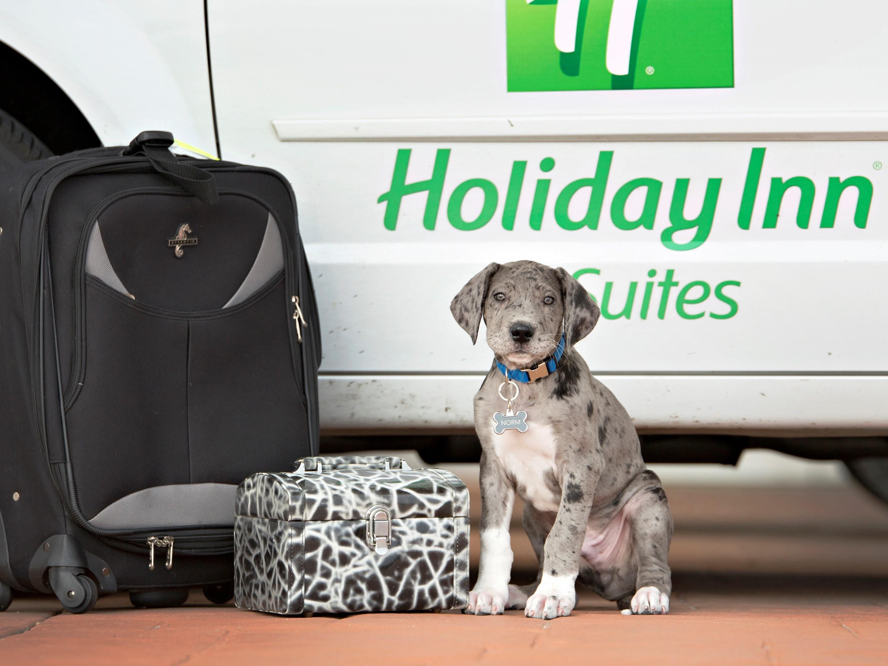 Hotel in Bloomington | Holiday Inn Hotel & Suites Bloomington-Airport Hotel