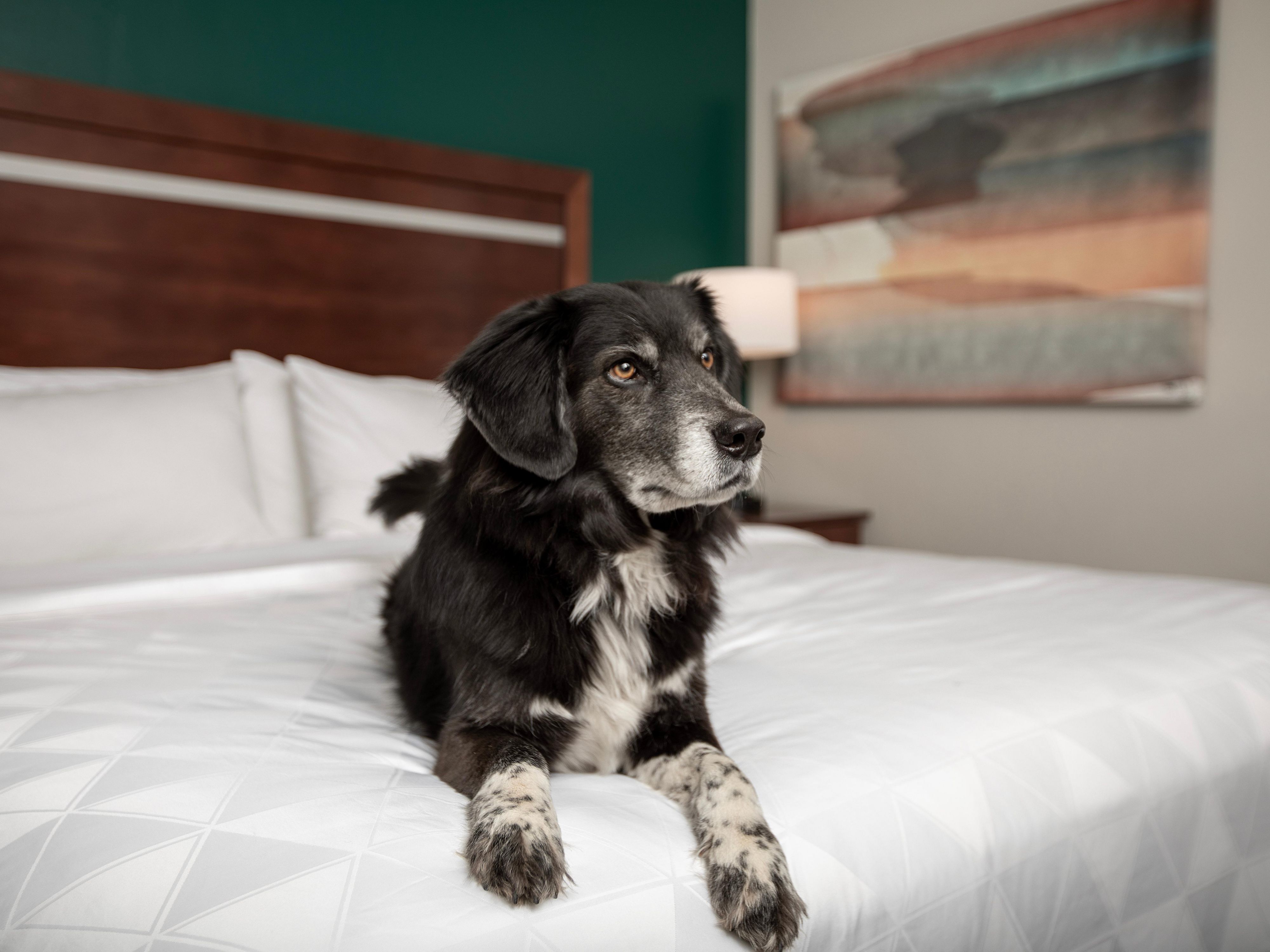 Hotel in Durango | Holiday Inn Hotel & Suites Durango Downtown Hotel