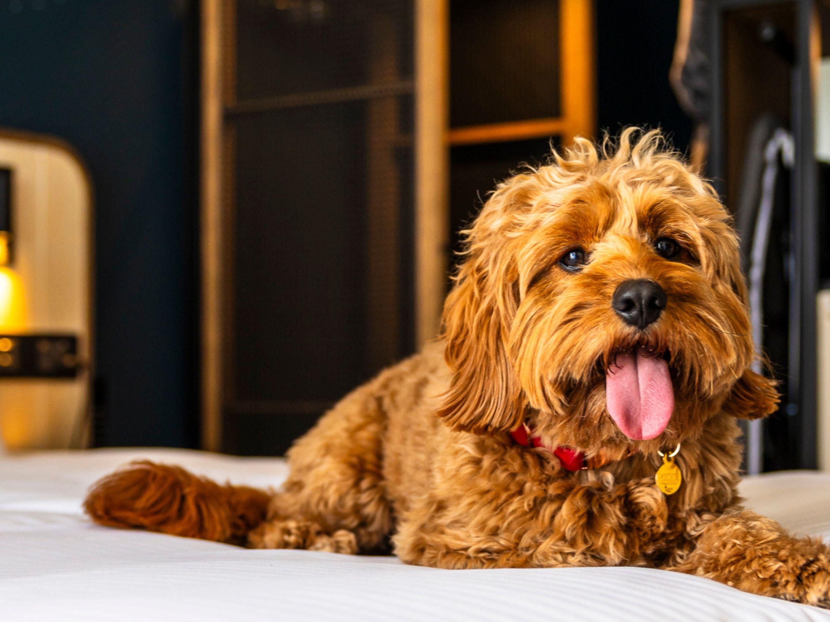 Luxury Amenities | Brisbane Hotel Indigo Hotel Indigo Brisbane City Centre