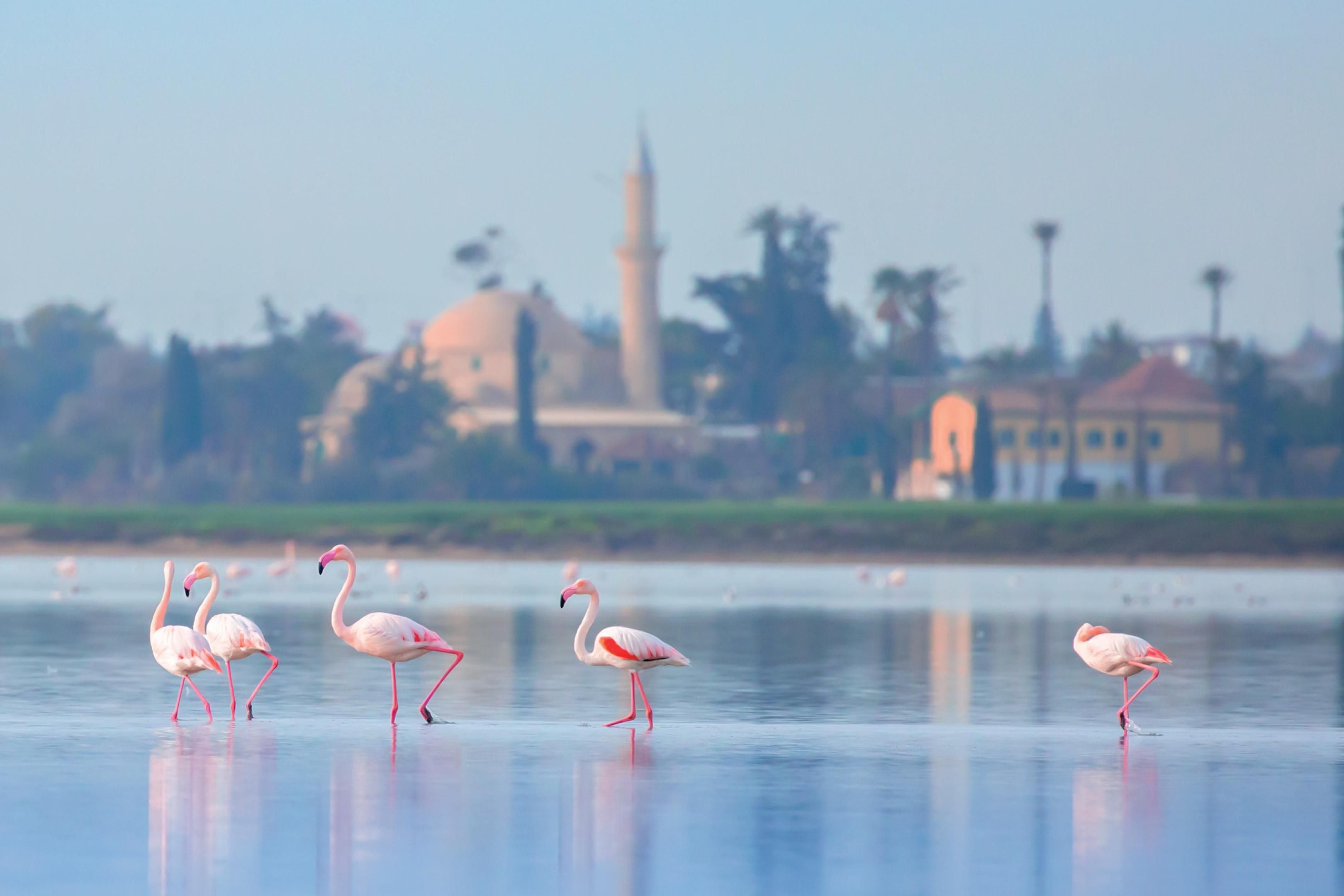Boutique Hotel in Larnaca | Hotel Indigo Larnaca