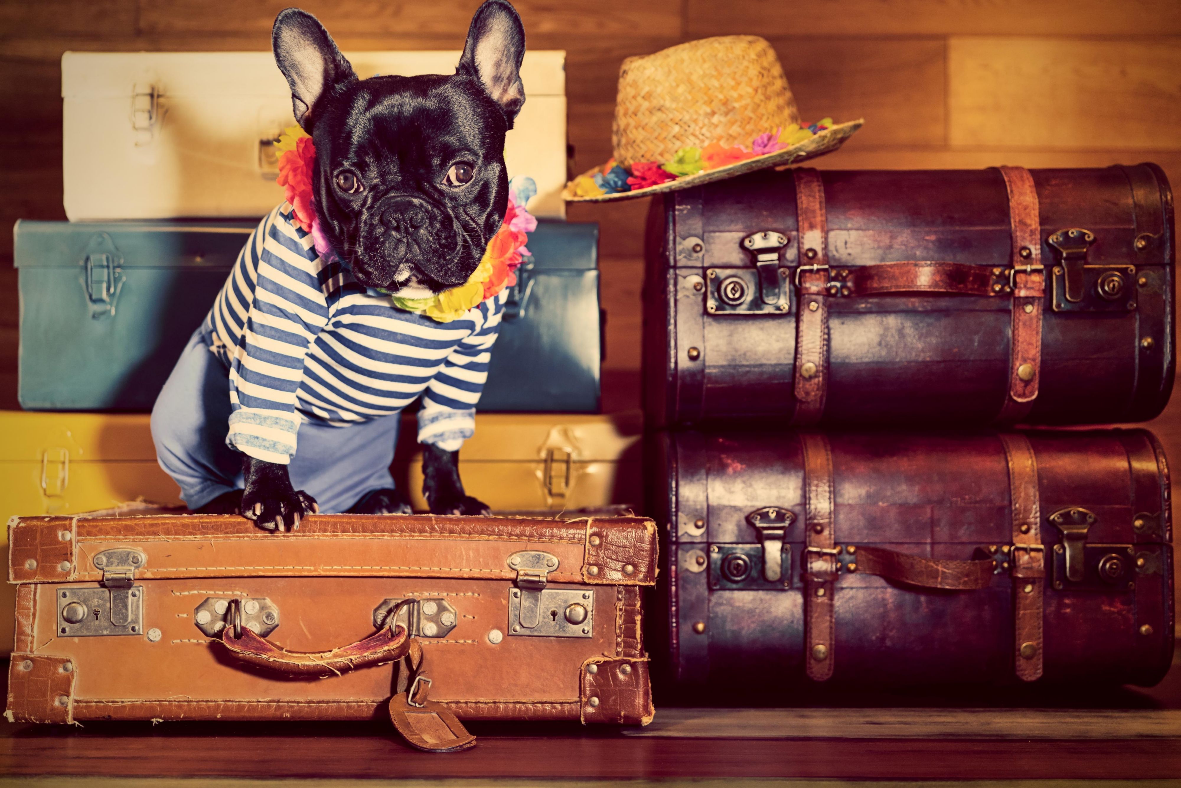 Hotels in Spring, TX | Hotel Indigo Spring – Woodlands Area