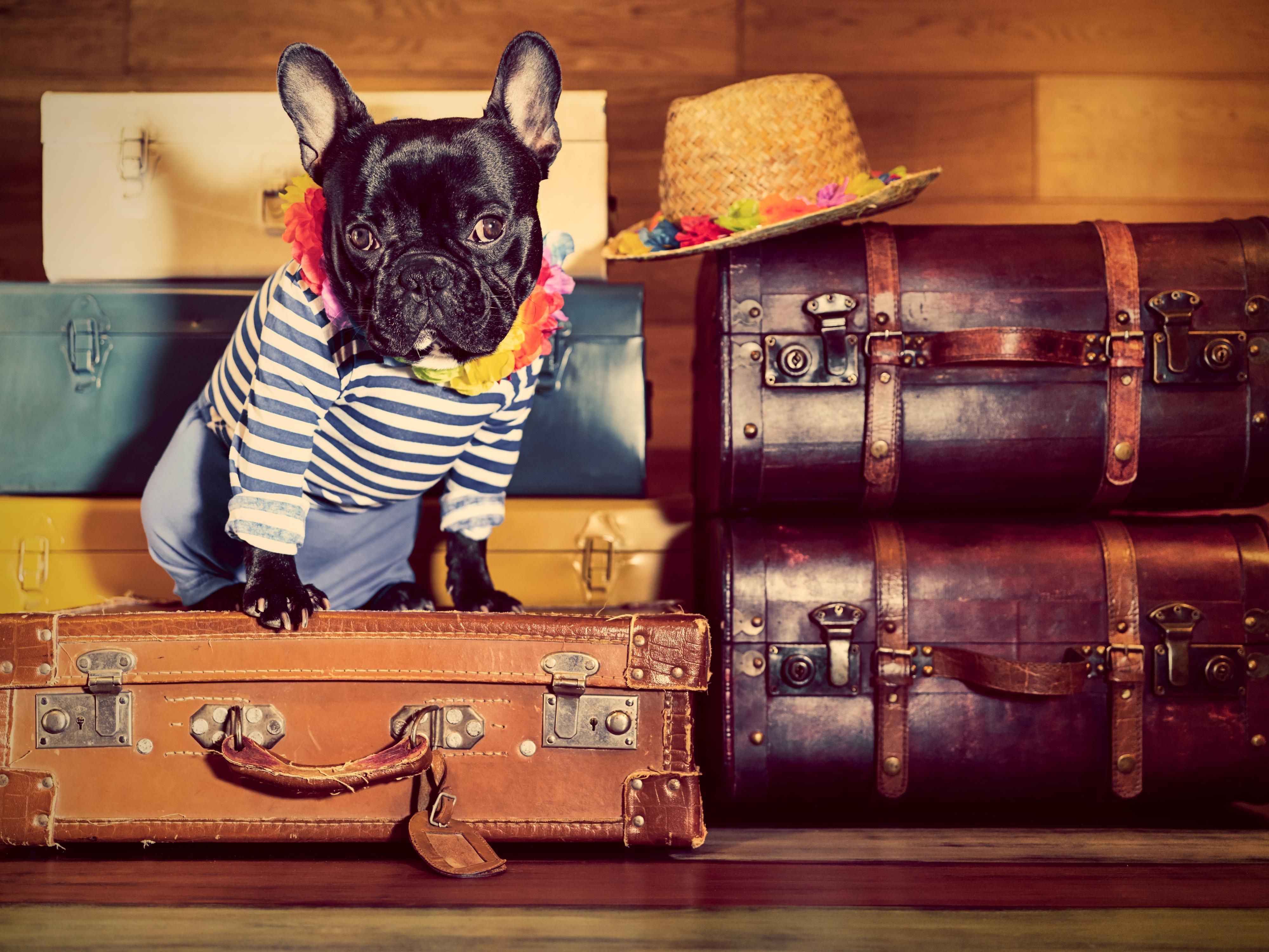 Hotels in Spring, TX | Hotel Indigo Spring – Woodlands Area