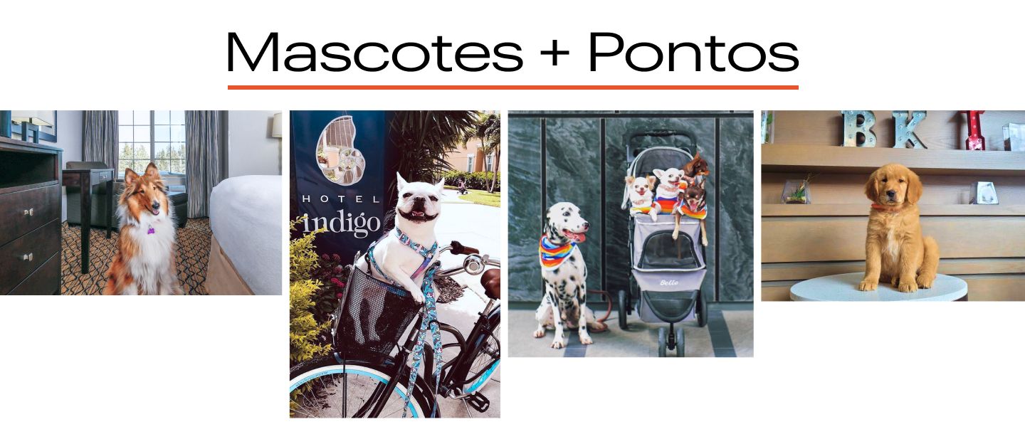Pets + Pontos | IHG