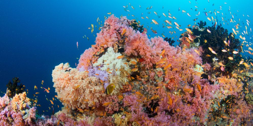 Things to do in the Maldives | InterContinental Maldives Maamunagau Resort