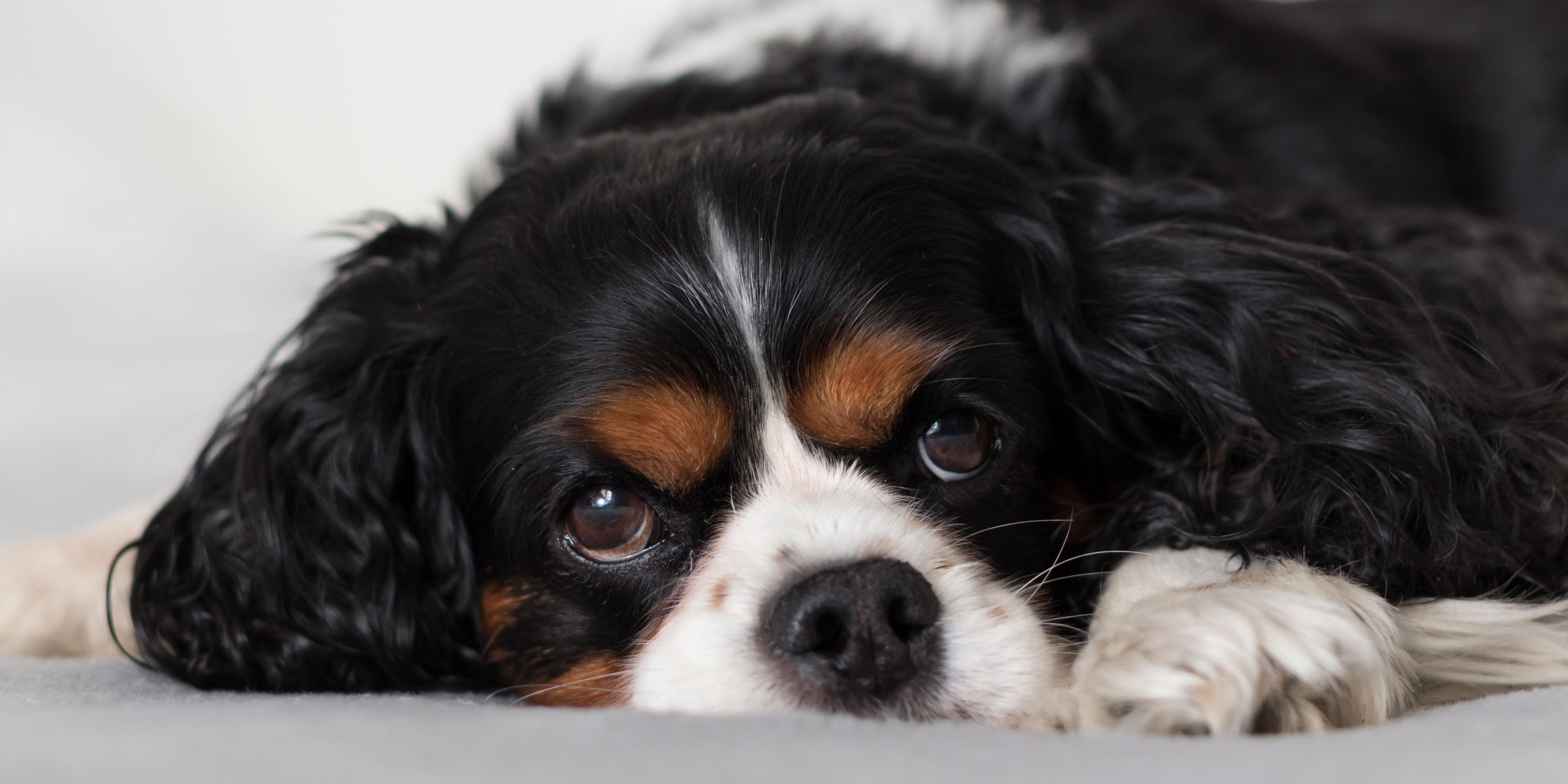 The Halyard Liverpool, Vignette Collection